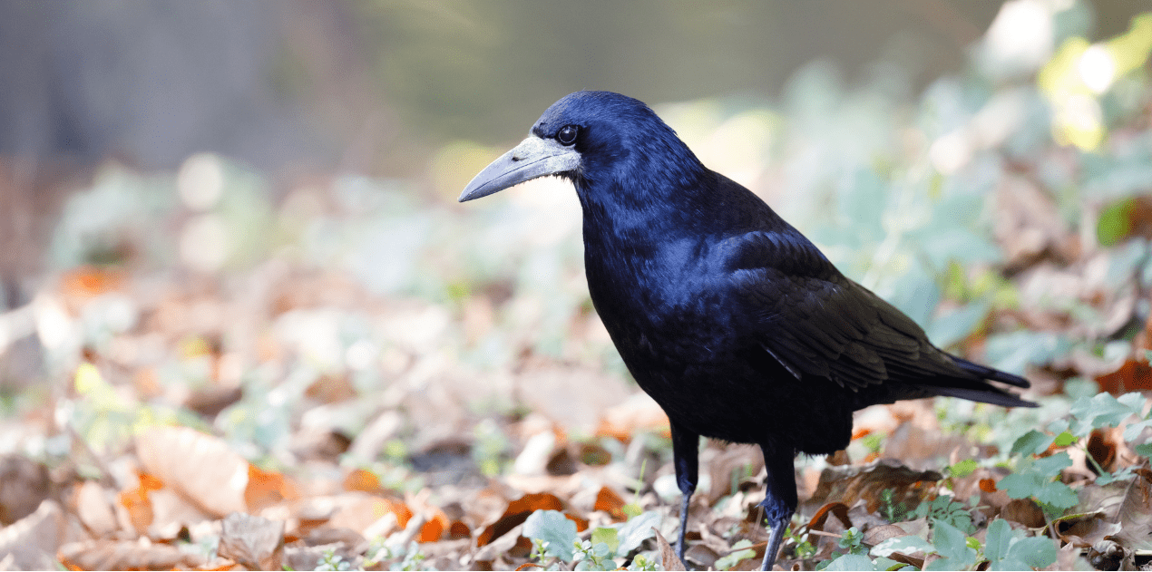 Cuando el grajo vuela bajo, hace un frío del carajo: Origen, Historia y ...