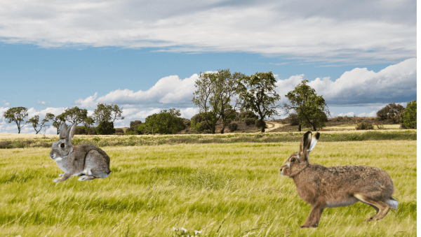 Diferencia entre Liebre y Conejo: Como distinguirlas - sapienscia.com